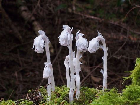 Indian Pipe - Where to find it, what it looks like, how to use it and ...